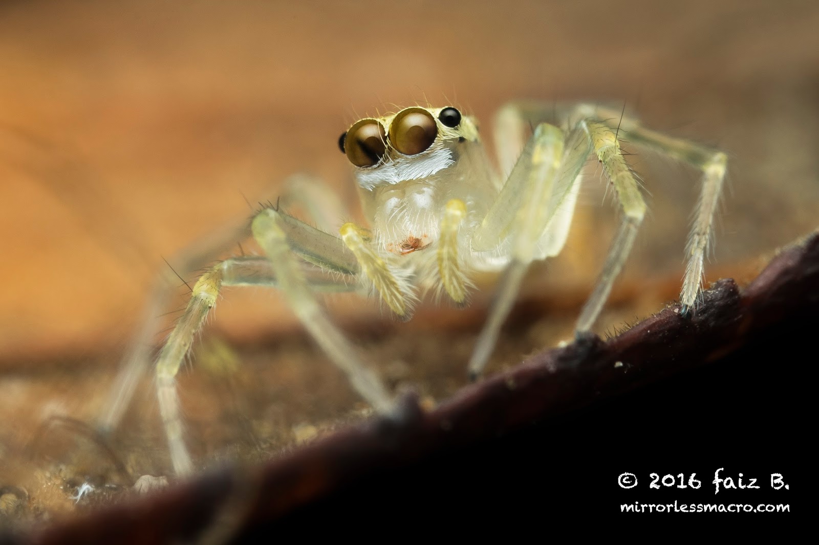 Mirrorless Macro Photography: Pokémon Go! Real-Life Edition; Endau ...