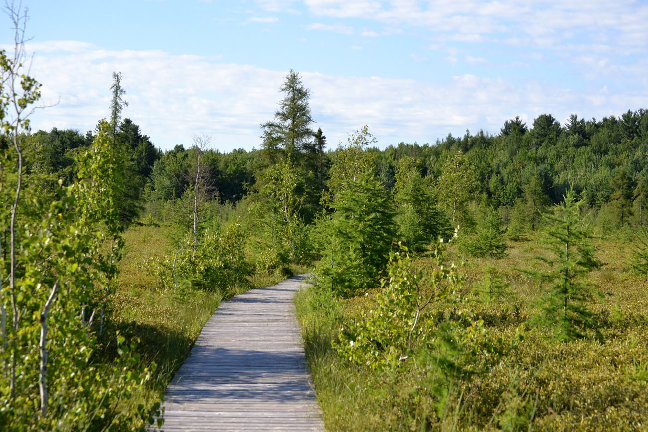 Woods Walks and Wildlife: Adventures in Ottawa, Part 3: Mer Bleue Bog