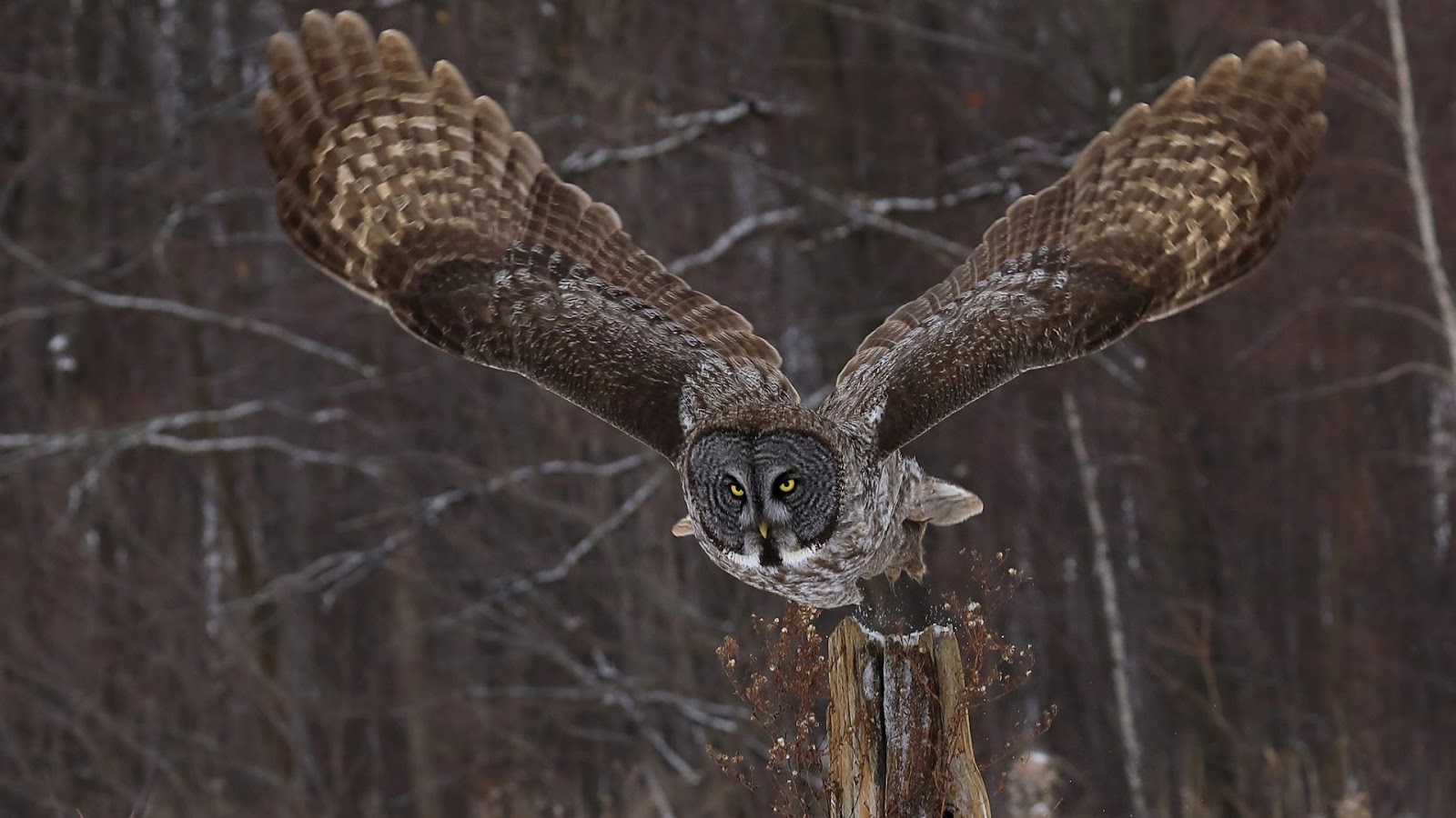 Wallpapers ave buho pack 2