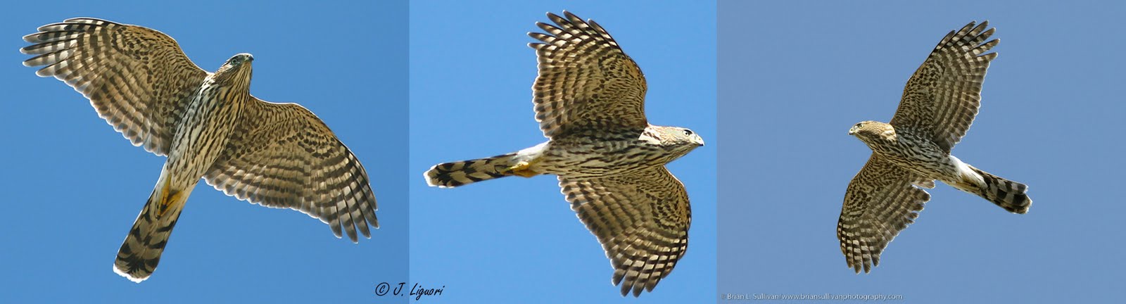 Utah Birders | Birding Blog, Utah Birds, Utah Birding, Utah Bird ID ...