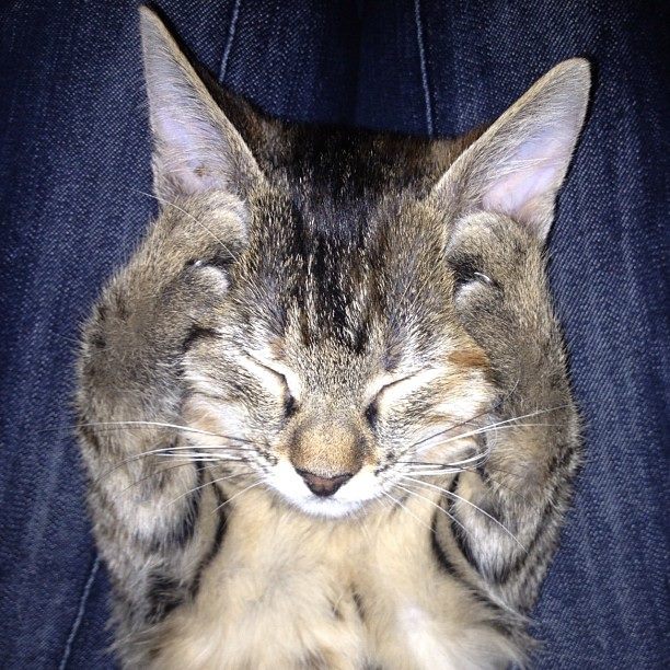 Zašto su neke mačke "tigraste", a neke ne? - Nauka govori