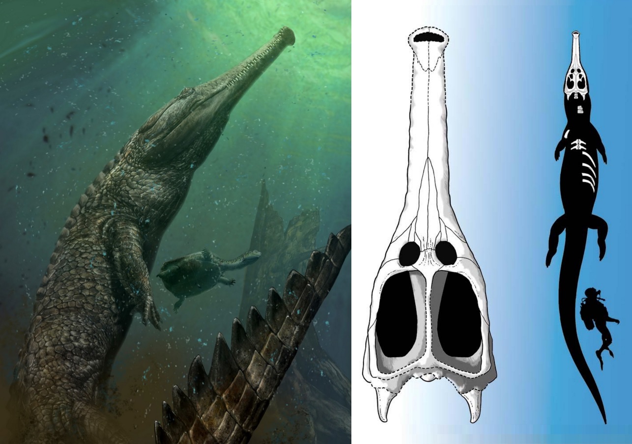 Species New to Science: [Paleontology • 2016] Machimosaurus rex • The ...