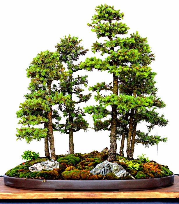 Alltag: Bonsai