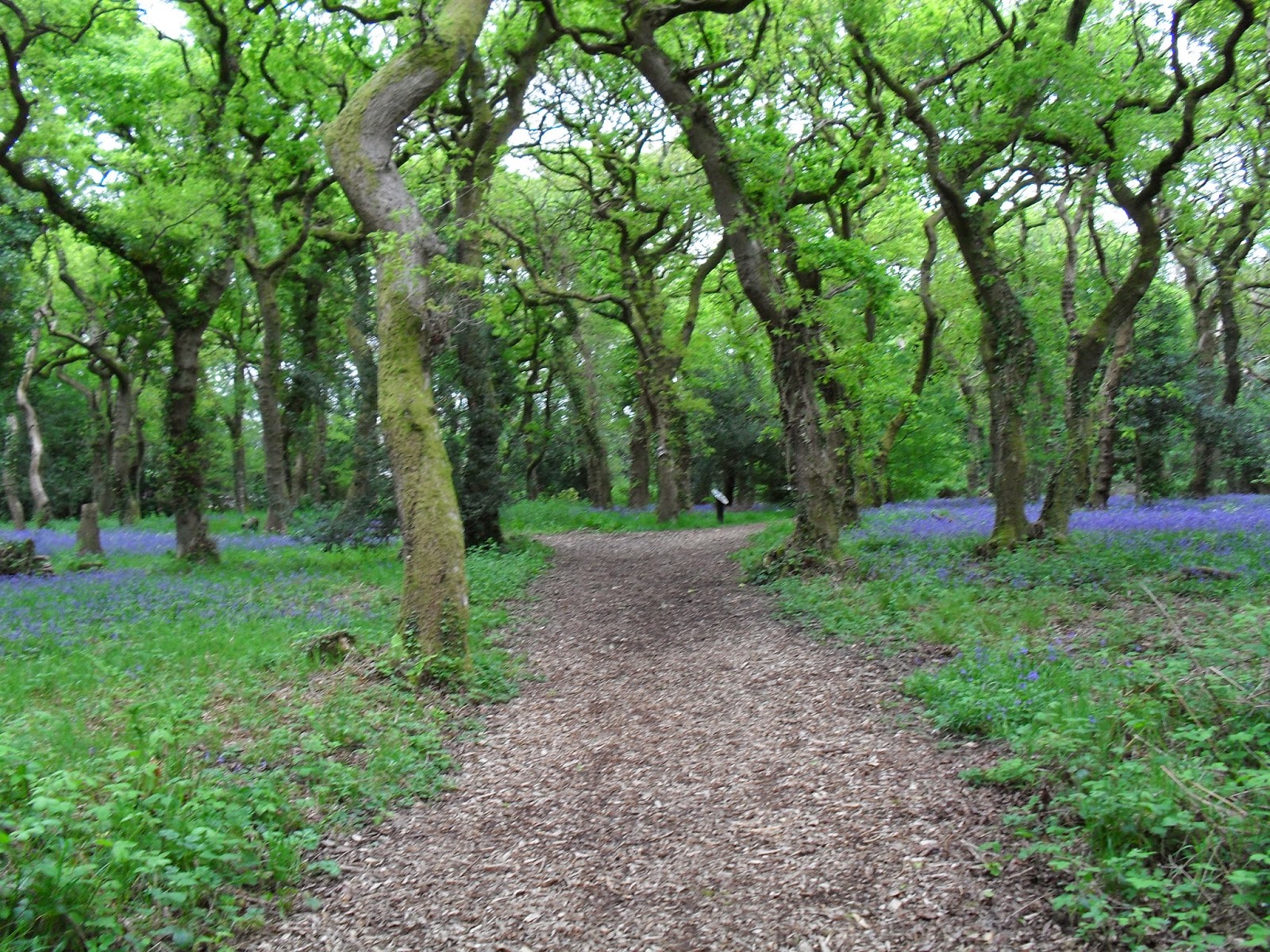 Friends Of Coed Bach Park: May 2014