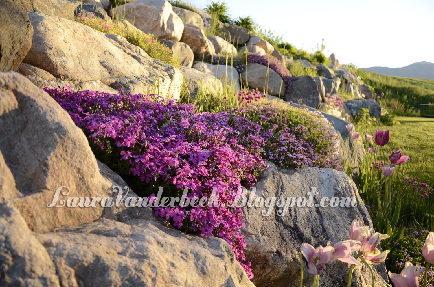 Laura Vanderbeek: The flowers are growing well too