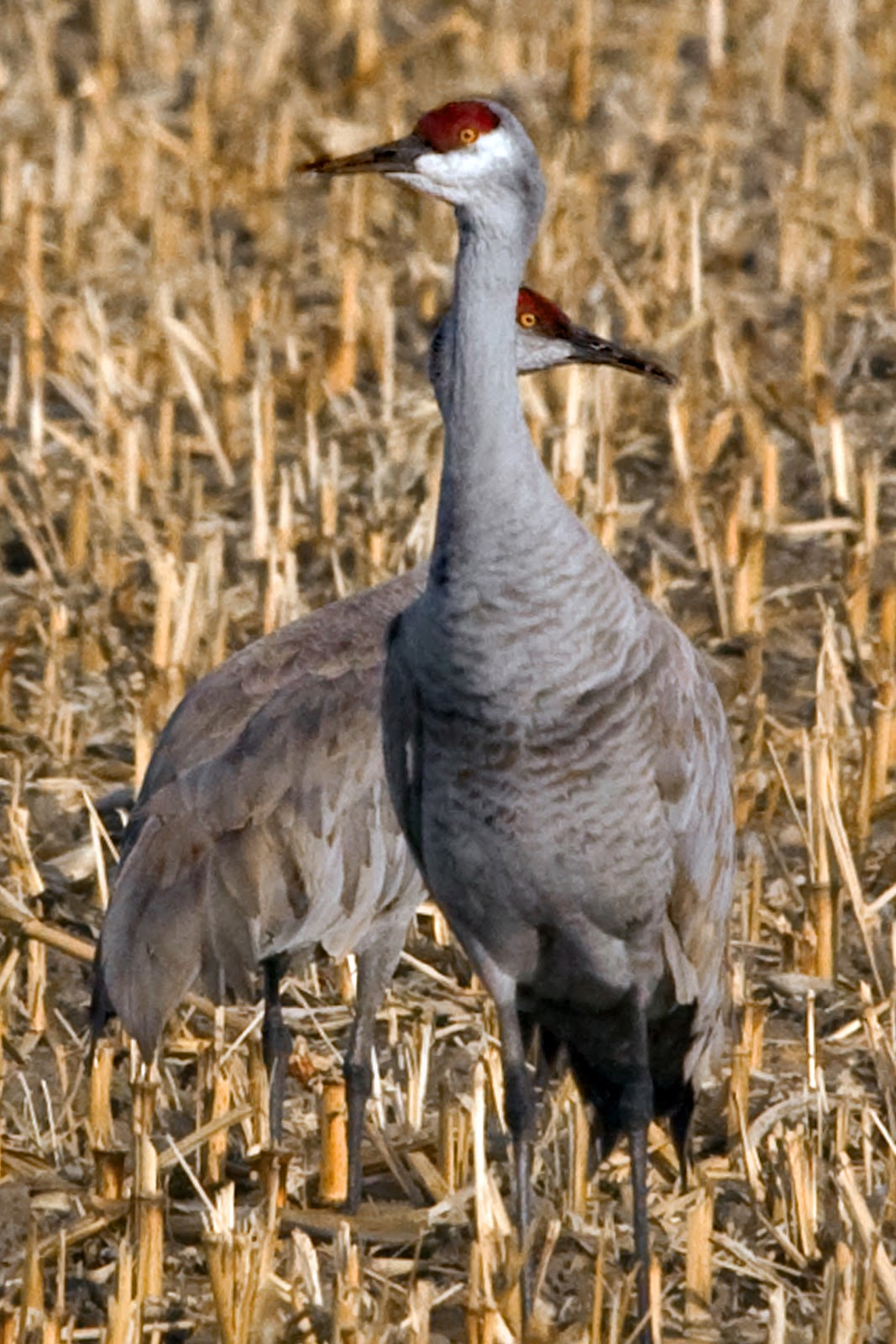 Chasing the Light: Sandhill Crane Spring Migration