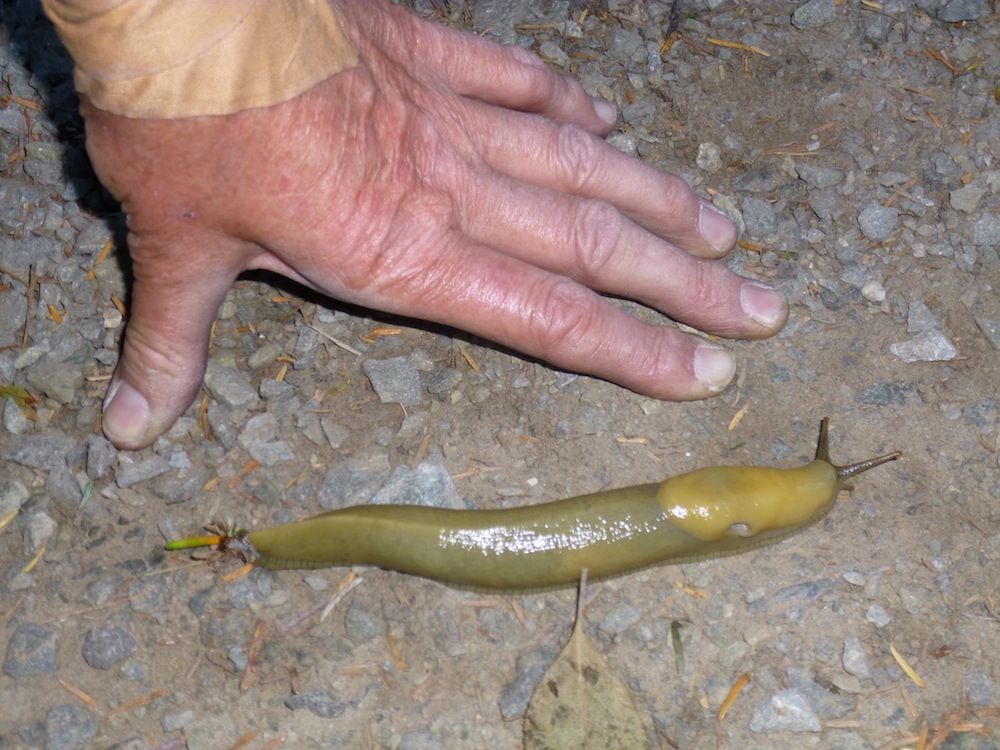 Roaming free with the bear, the beaver and the buffalo: 09/05/12