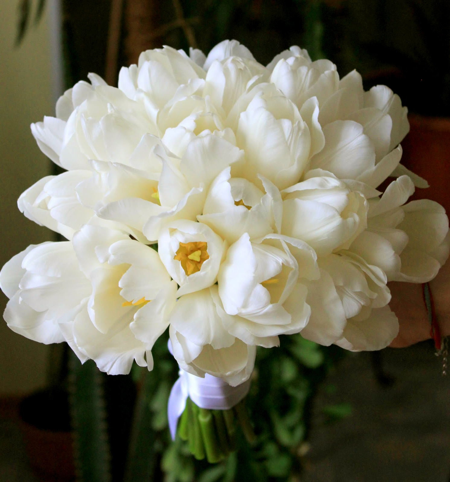 White tulips pictures bouquet|Pictures of flowers