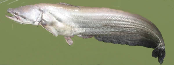 Bangladesh Development Studies: Freshwater Fish of Bangladesh