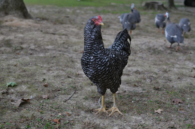 Our Neck of the Woods: Feathered Friend Friday: Rooster Ratio