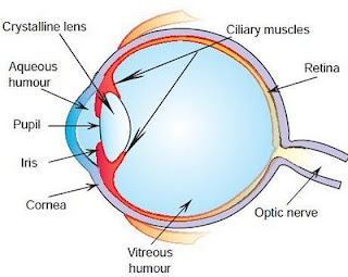 CBSE NCERT 10Th Humane Eyes and Colourfull world E-Notes | CBSE ADDA