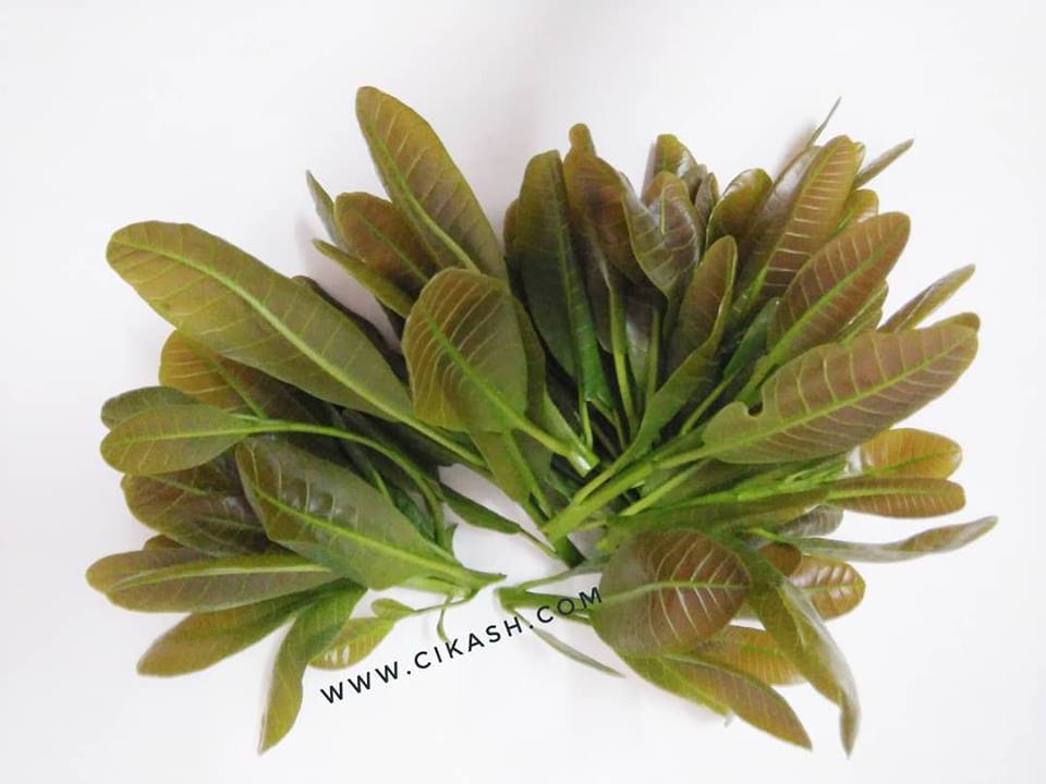 Resepi Kerabu Pucuk Tere Ataupun Gajus