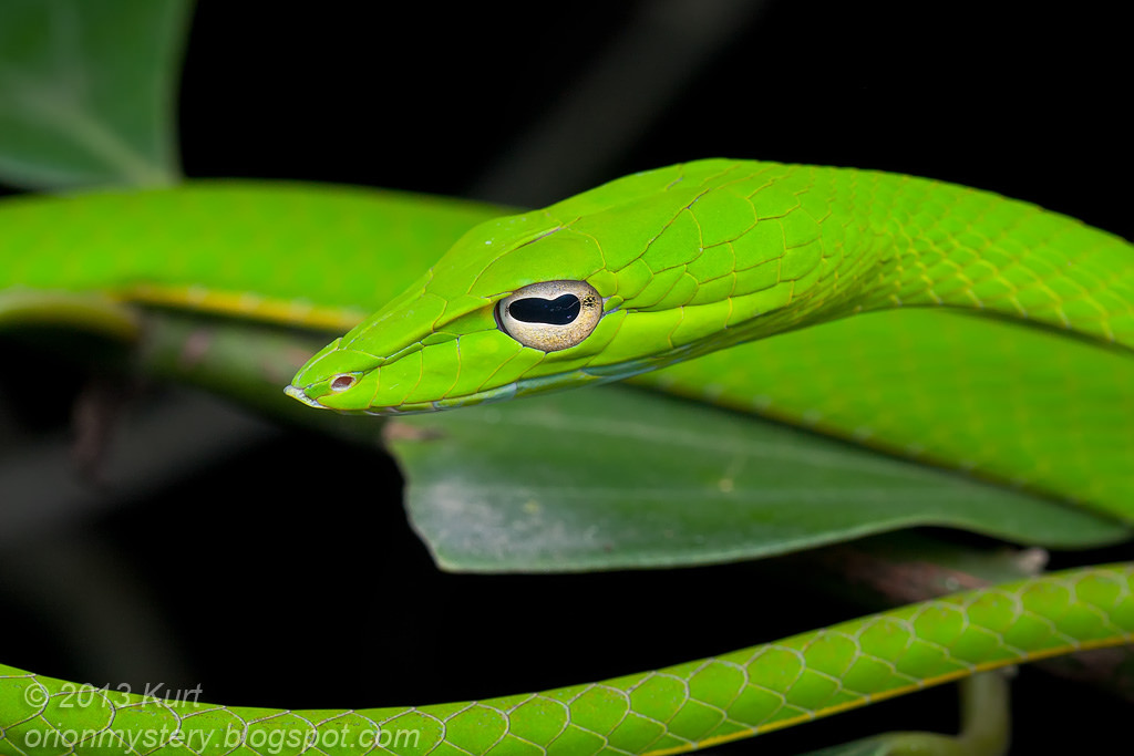 EKOGEO: JENIS-JENIS ULAR DARI SUKU COLUBRIDAE DI INDONESIA (BAGIAN 1)