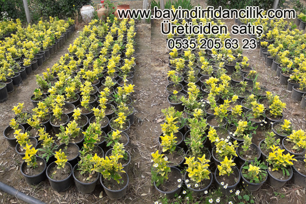 Altuni taflan euonymus aurea golden - BAYINDIR FİDANCILIK