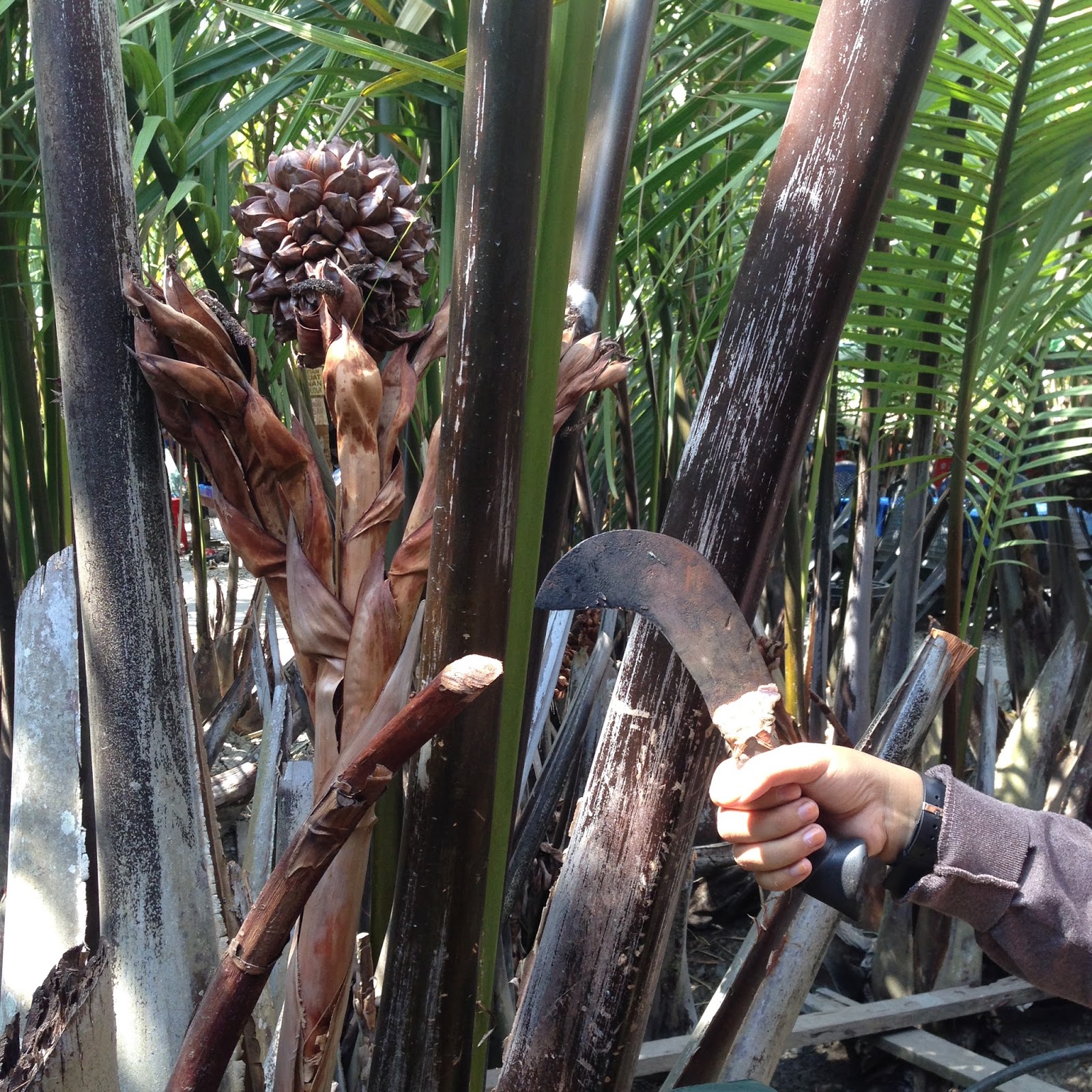 Nira Nipah Kipli Farm