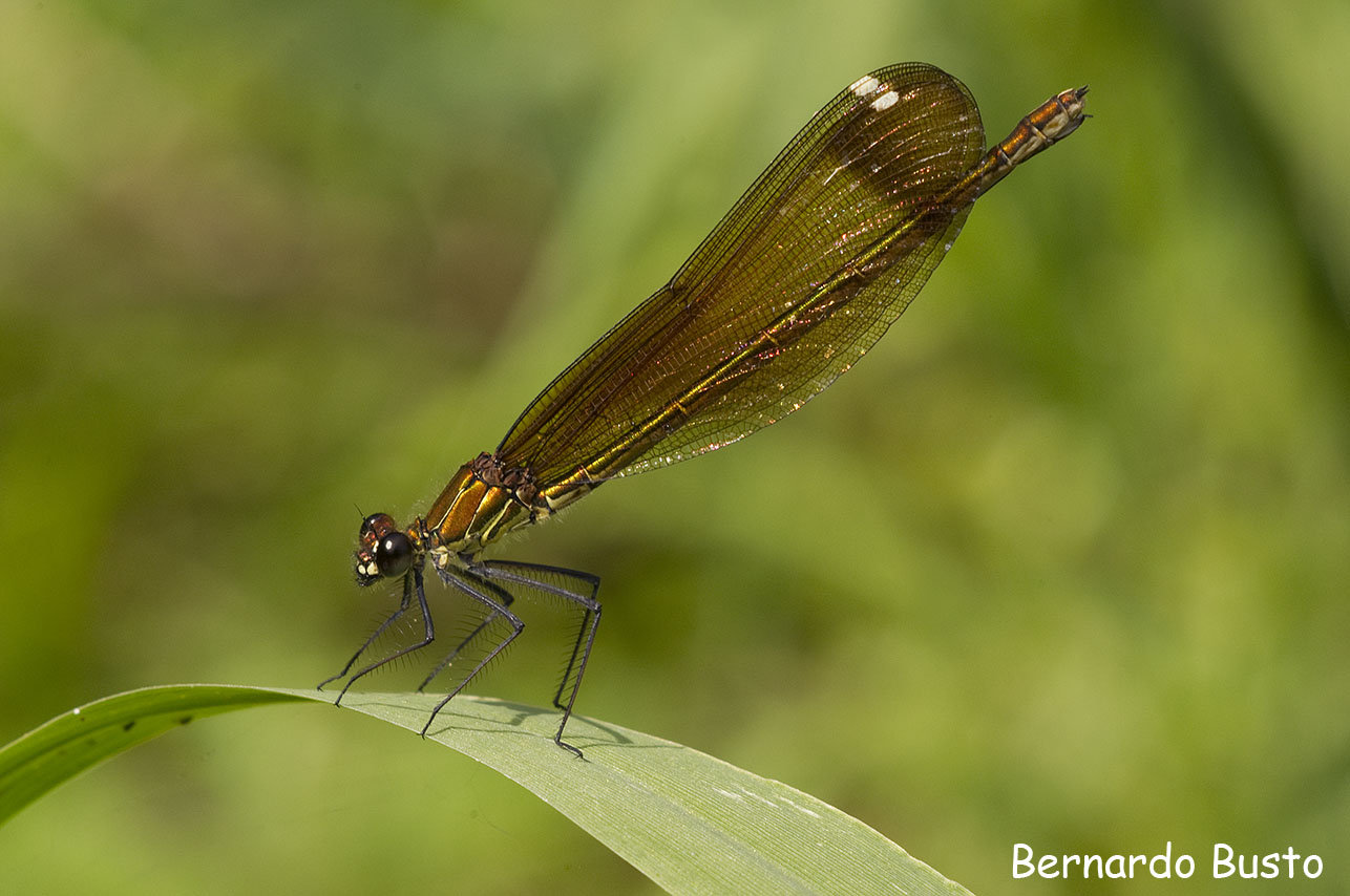 RÍA DE LA VILLA: Un historia de Caballitos