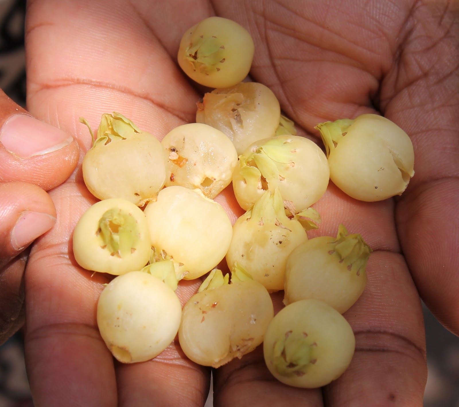 The Johnite- from the Missions