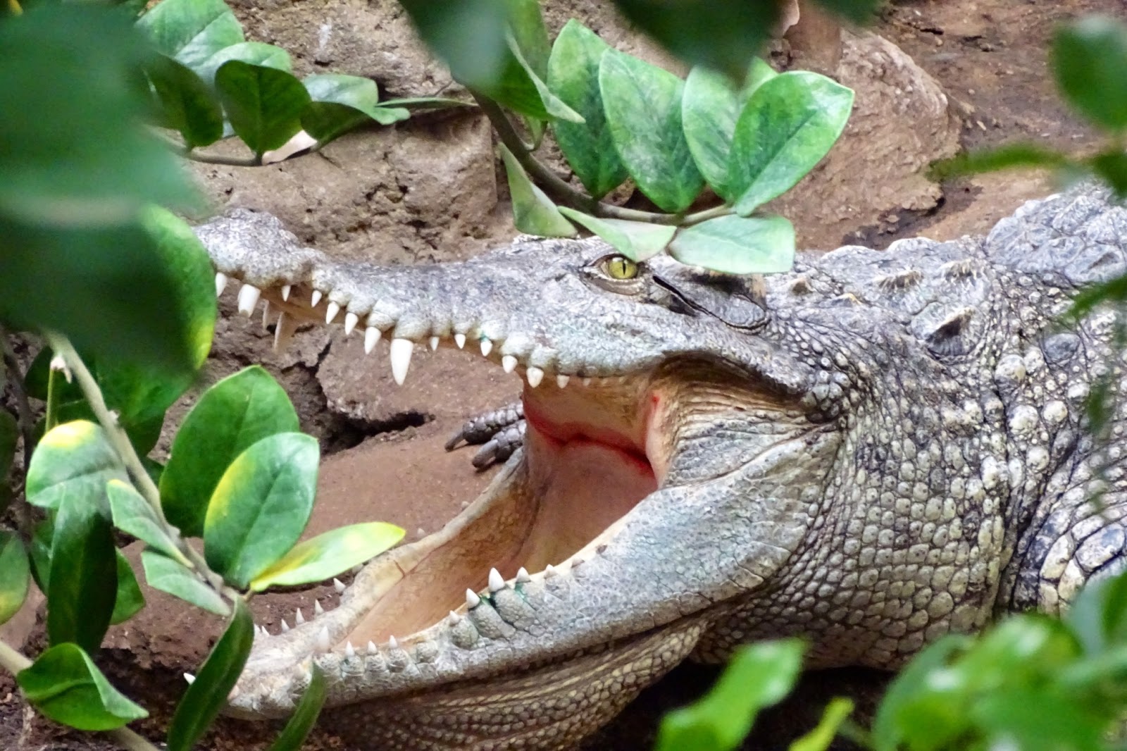 VARANOIDEA: VARANOS Y HELODERMAS