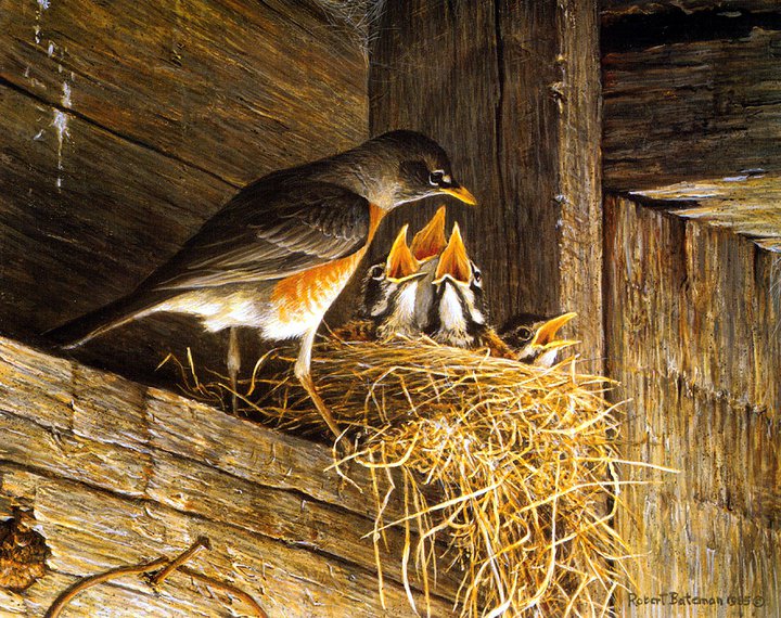 Maher Art Gallery: Robert Bateman paintings