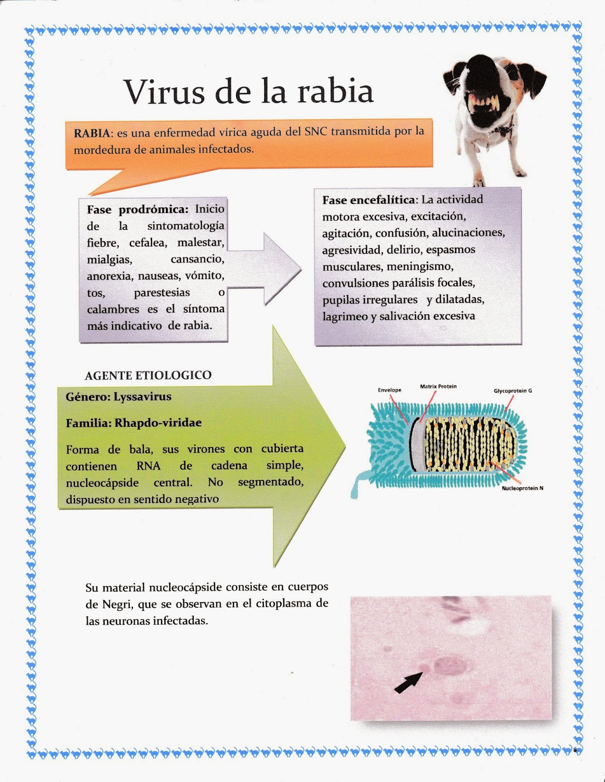 Blog de Microbiología UP TM-27: VIRUS DE LA RABIA