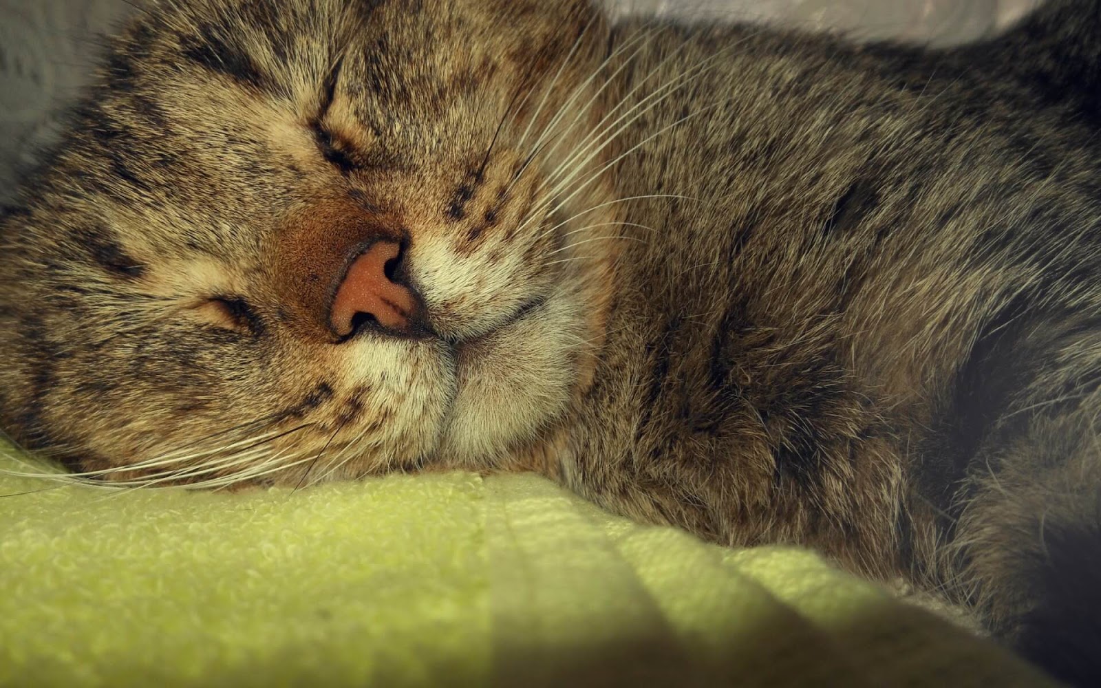 Cat Sleeping Wallpaper