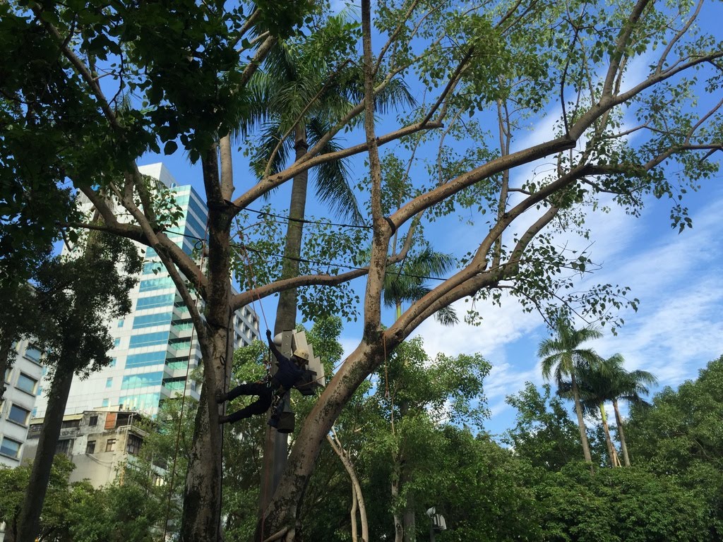 彈性纜繩系統－樹木支撐的新選擇 cobra tree bracing system | 樹沃客樹藝