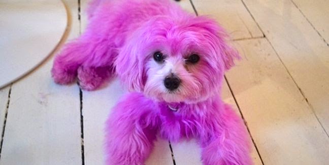 Mascotas De Colores: Concepto Mascotas de Colores