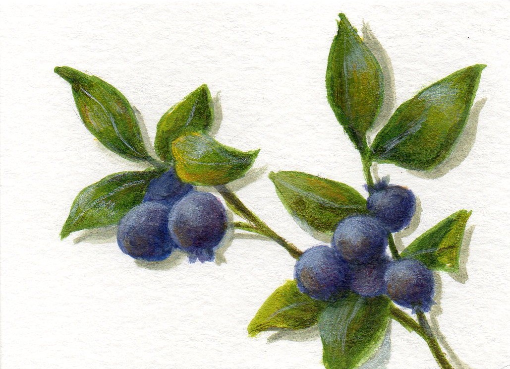 Debbie Shirley Art: Day 17 - Two Small Blueberry Paintings