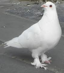 Funny Animals: Funny Dove