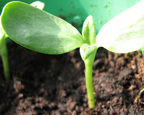 Sunflower Seedlings! | Gettin' Crafty with Natalie