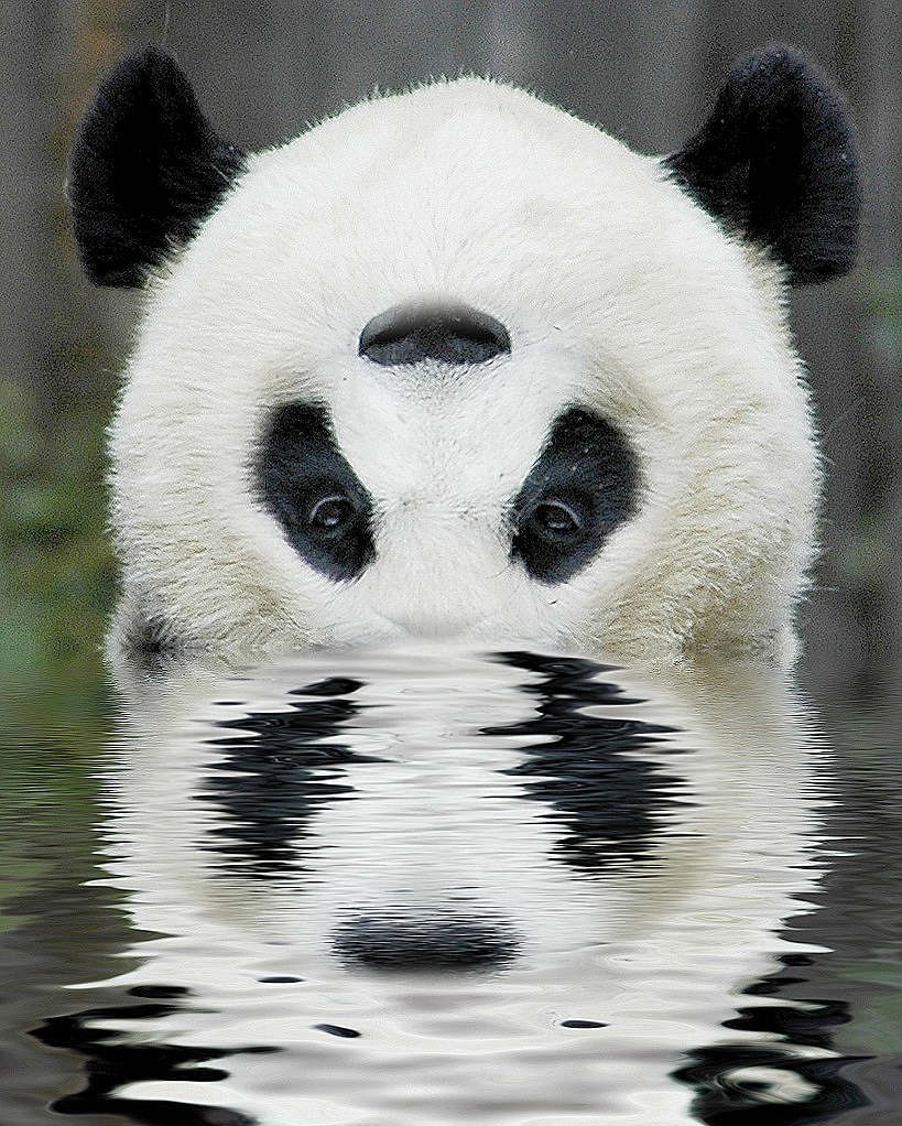View Panda amazing picture 2012 | DAILY NEWS