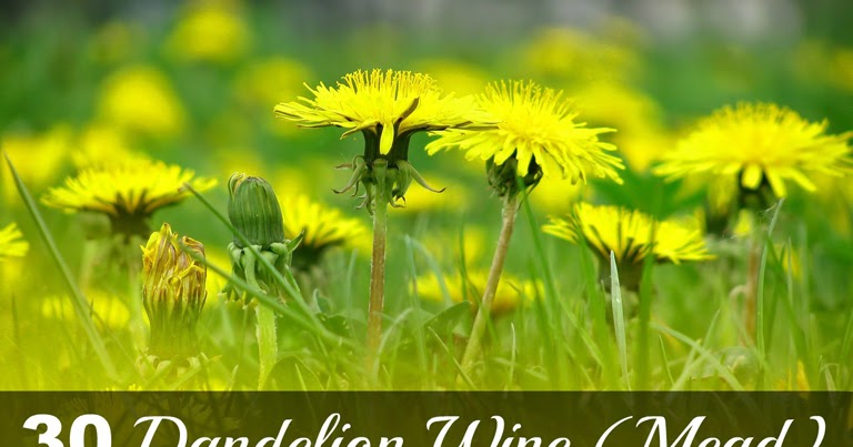 30 Dandelion Wine (Mead) Recipes | Handy & Homemade