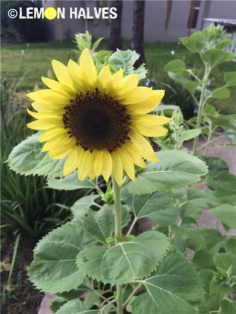 Lemon Halves: Sunflower Lemon Queen