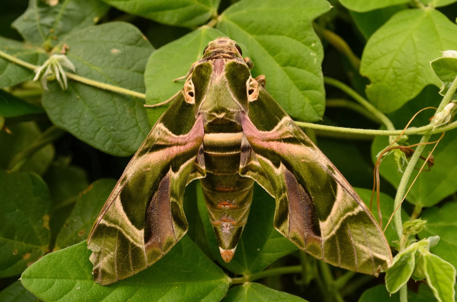 Biodiversity of Bharathidasan University: Hawk Moth