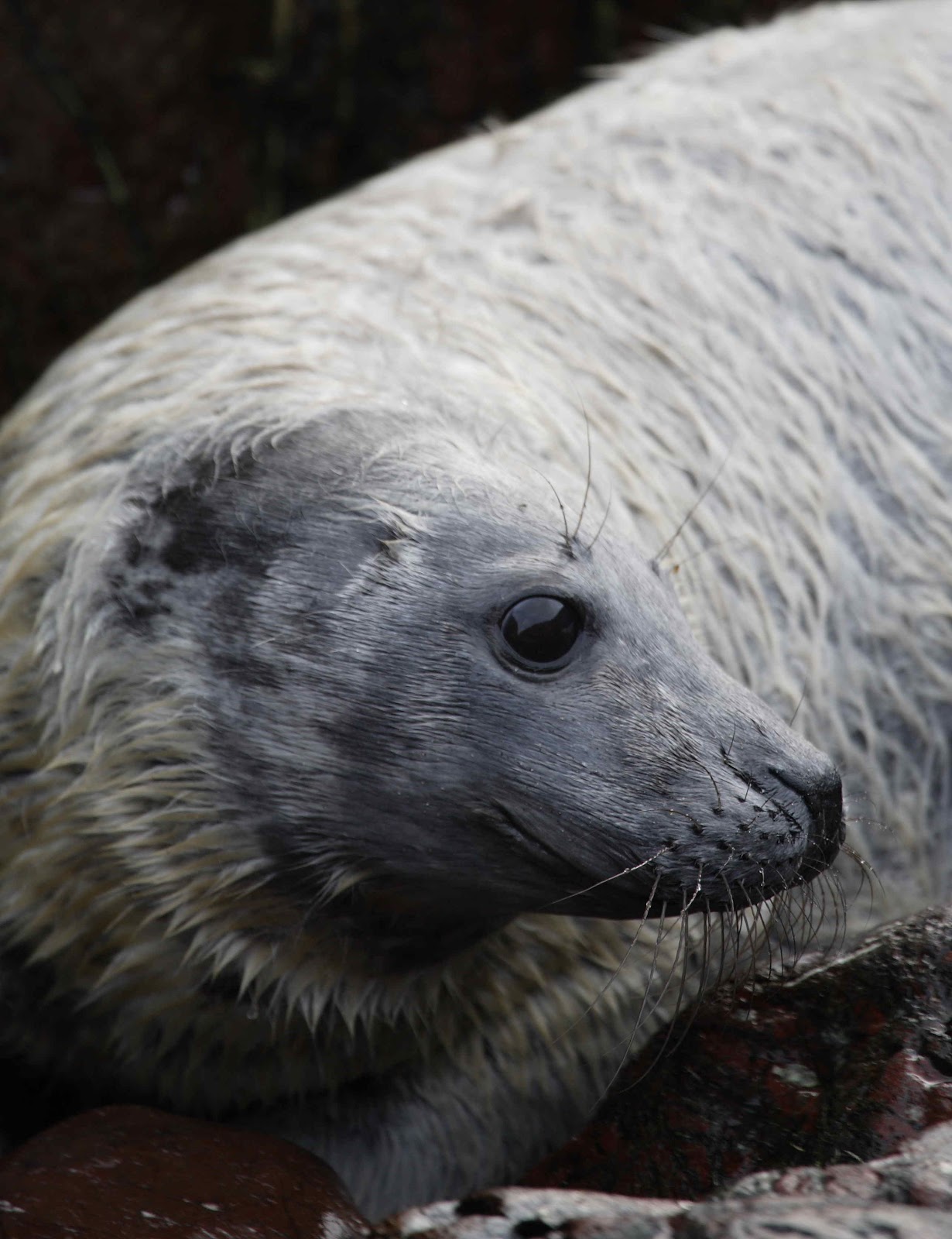 Wildlife in Cornwall: Atlantic Grey Seal Pup ( Halichoerus grypus )