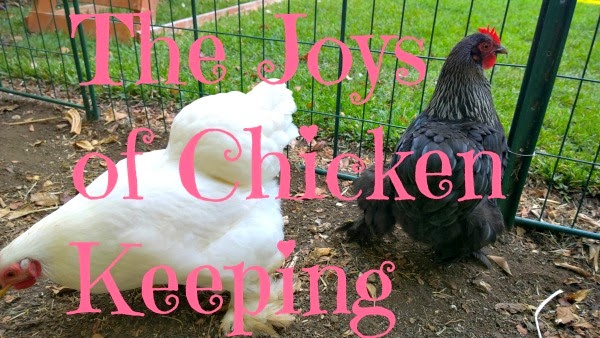 Sunny Simple Life: The Joys of Chicken Keeping