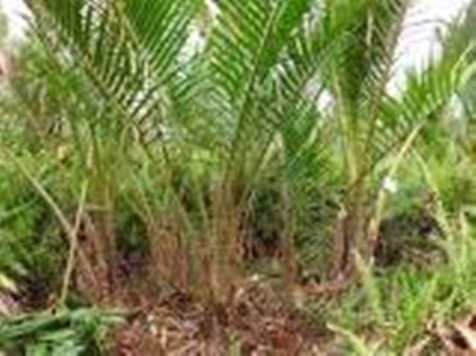 SBT Miliki Potensi Sagu Terbesar Di Maluku