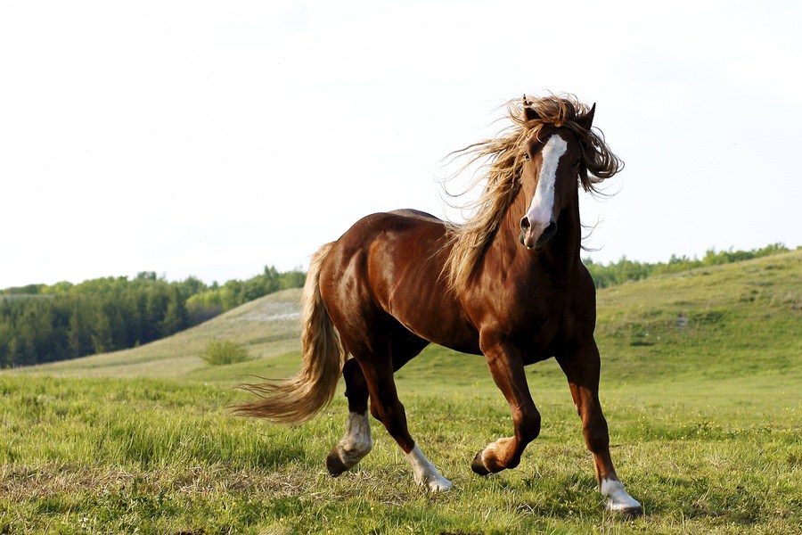 Cavalo | Horse