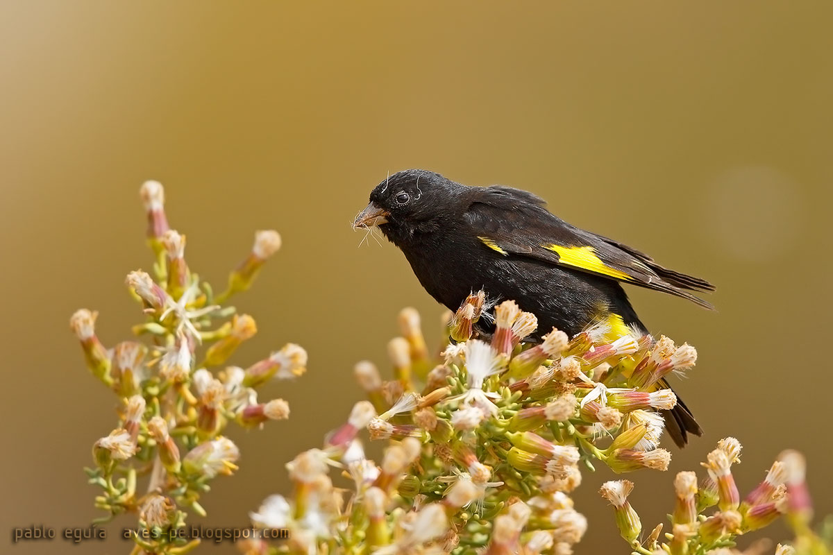 mis fotos de aves: Spinus atratus Negrillo Black Siskin