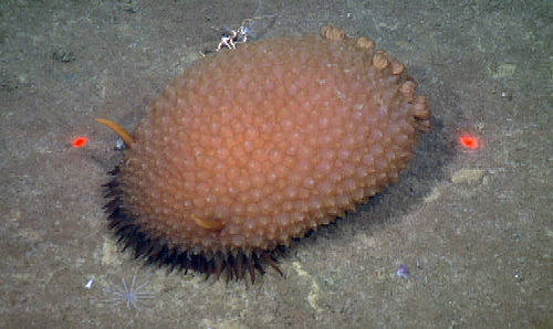 The Echinoblog: Okeanos Explorer Communities & Deep-Sea Discoveries!