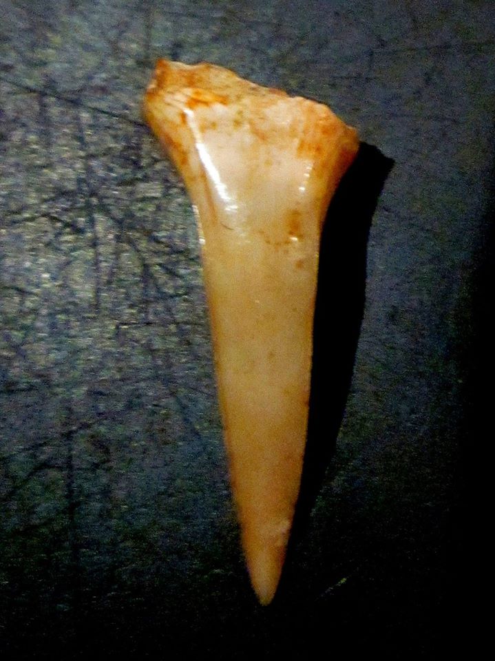 Biodiversity of Cyprus by NGO Protection of the Natural Heritage and ...