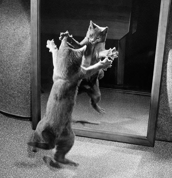 These Photos Prove Cats Are The Most Dramatic Animals In The World. (24 ...