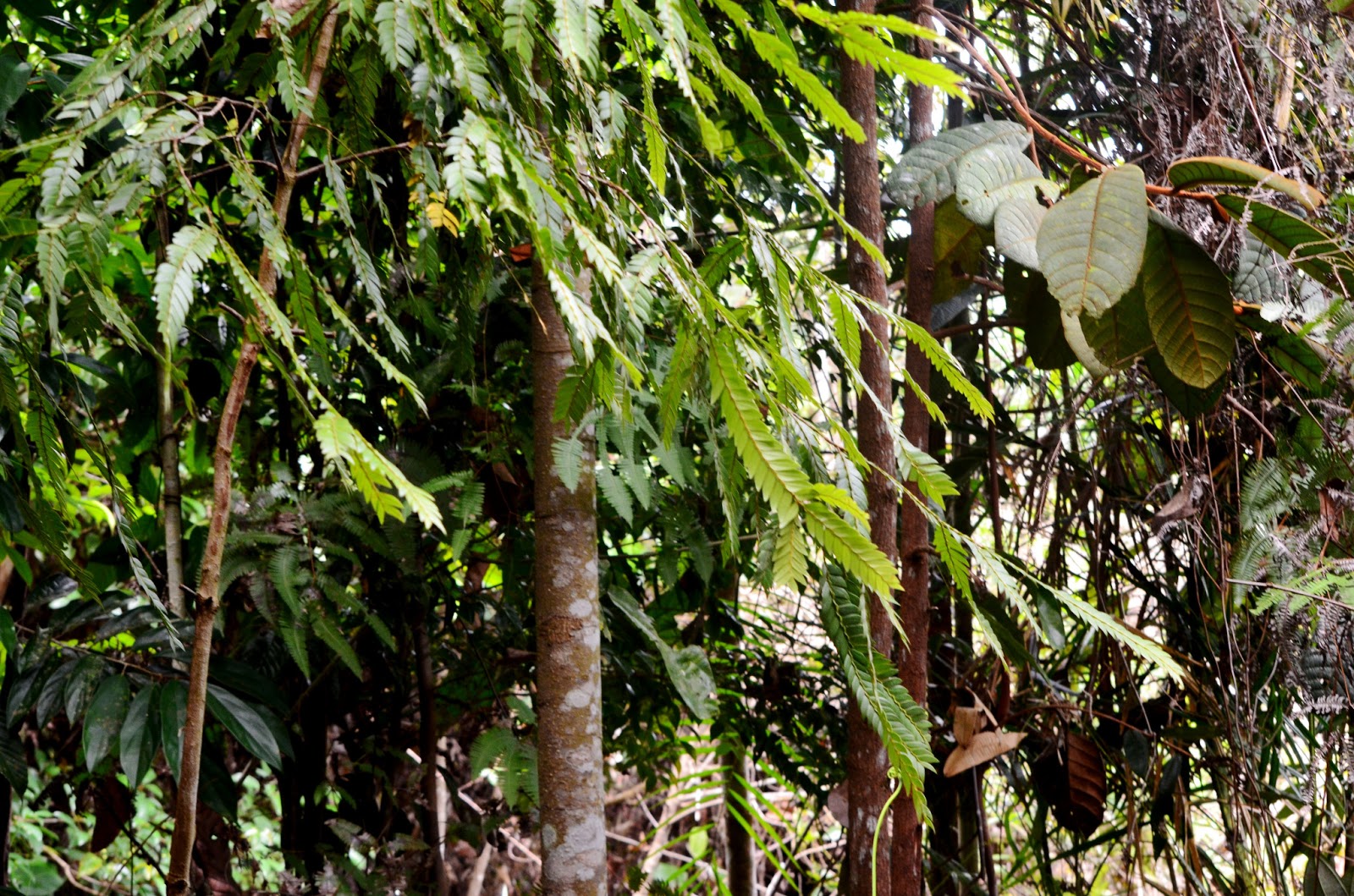 The Kambatik Park, Bintulu.: Plant for bodily welfare and vigour ...