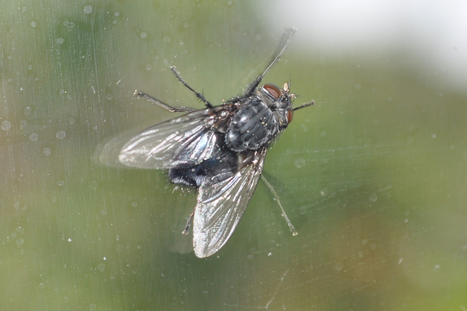 ZOOTOGRAFIANDO (6.100 ANIMALS): MOSCA AZUL (Calliphora vicina)