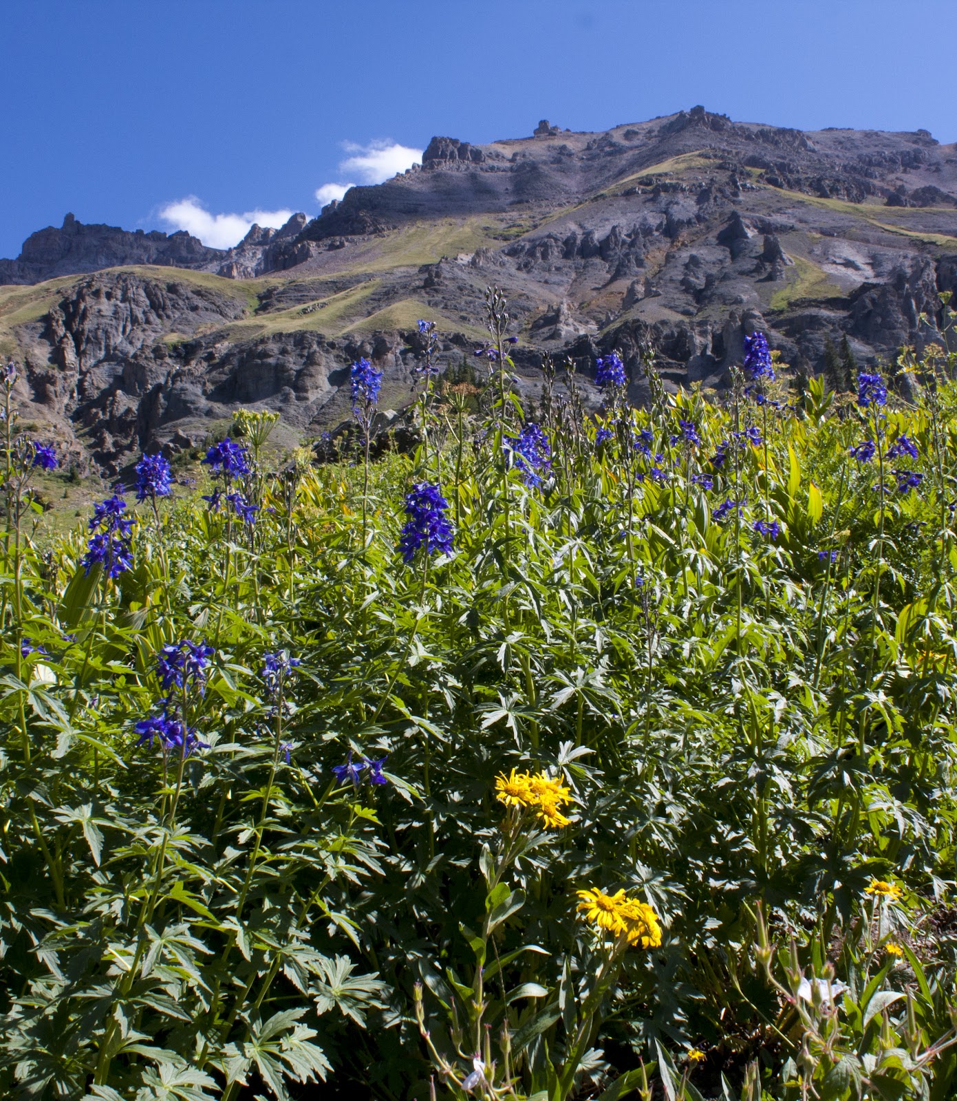 Light Through My Lens: Wildflowers of the San Juan Mountains (Part 1)