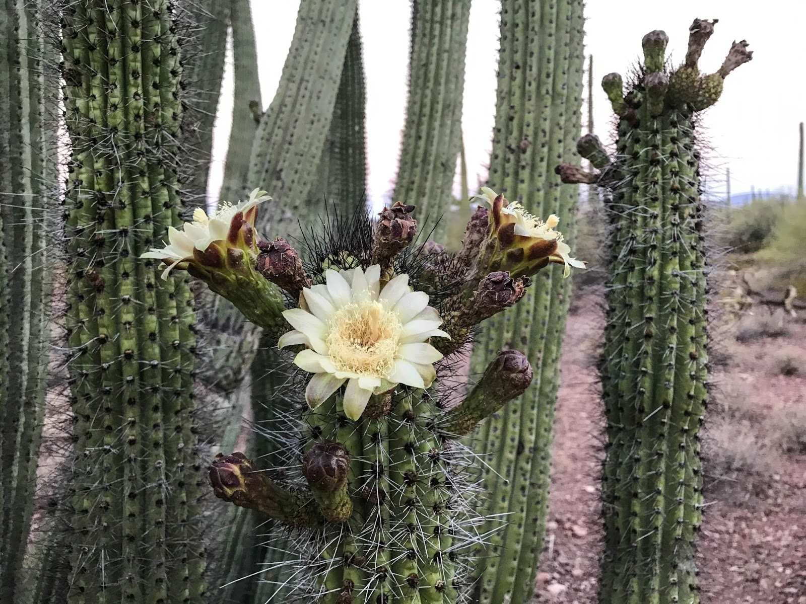 Cannundrums: Organ Pipe Cactus Flowers and Fruit