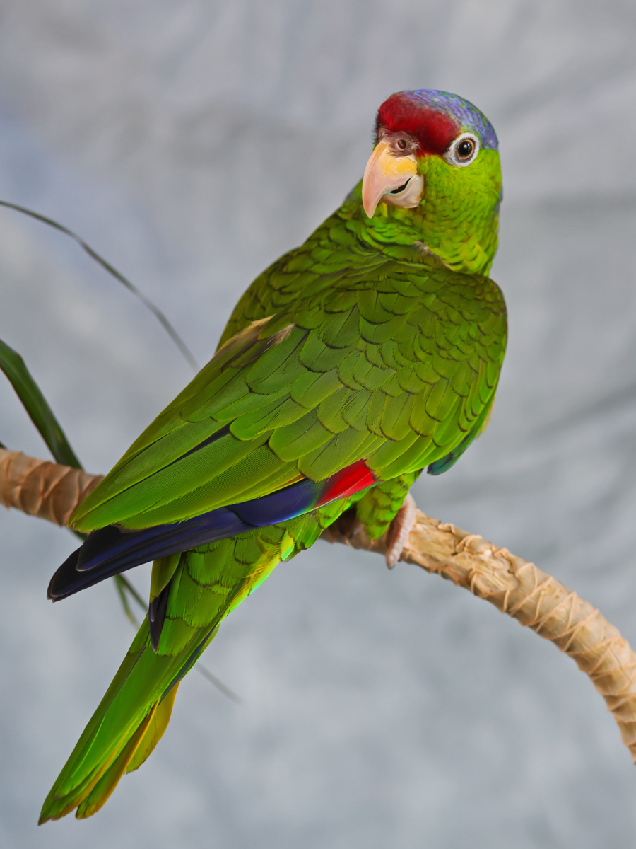 Dave&Callie: 03_11_2012 Dave's Favorite Parrot Pics