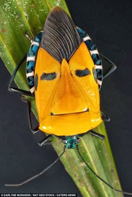 Chill Out: 10 Weirdest Looking Insects(10 Pics)