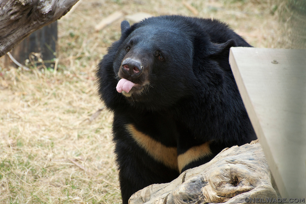 Fauna "Made in Taiwan"