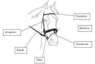 Hípica TM: Primera clase teòrica d' hípica